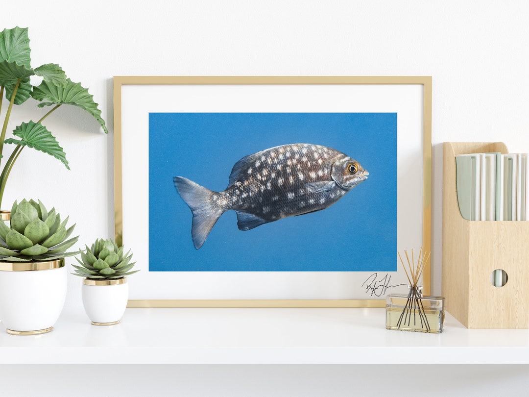 Spotted Nenue gray Chub Hawaii Fine Art Print, Medium Large Wall Art ...