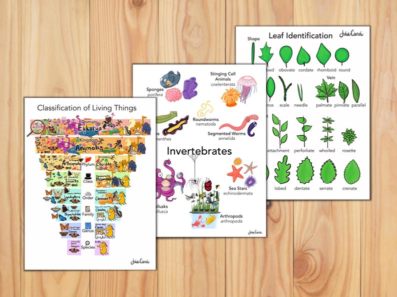 14 Biology Posters for Kids: Basic Life Science Memory Facts on 8 1/2 ...