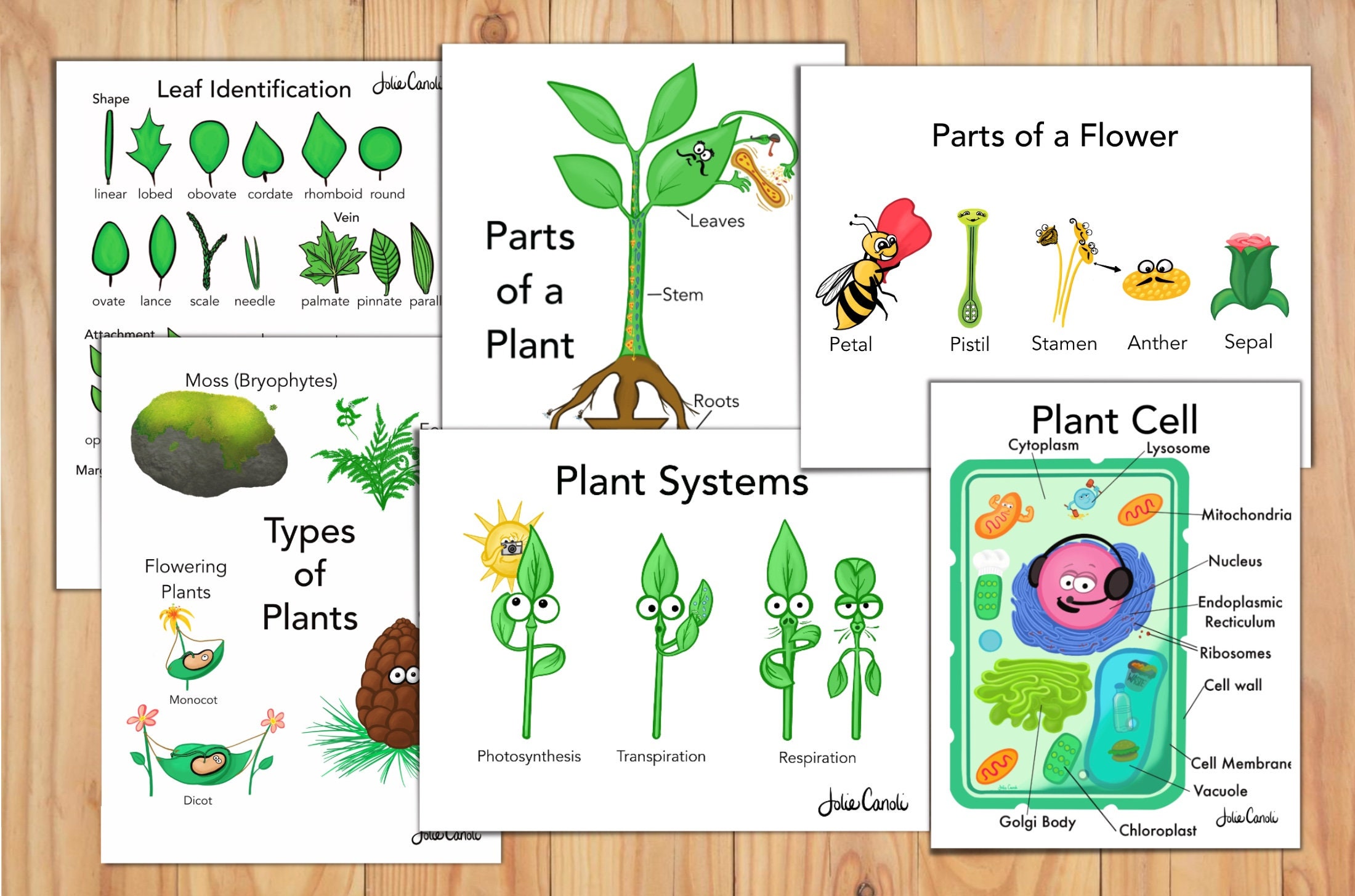 14 Biology Posters for Kids: Basic Life Science Memory Facts on 8 1/2 ...