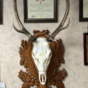 Trophy Shield Plaque Antler Plaque European Deer Skull Mounting Kit ...