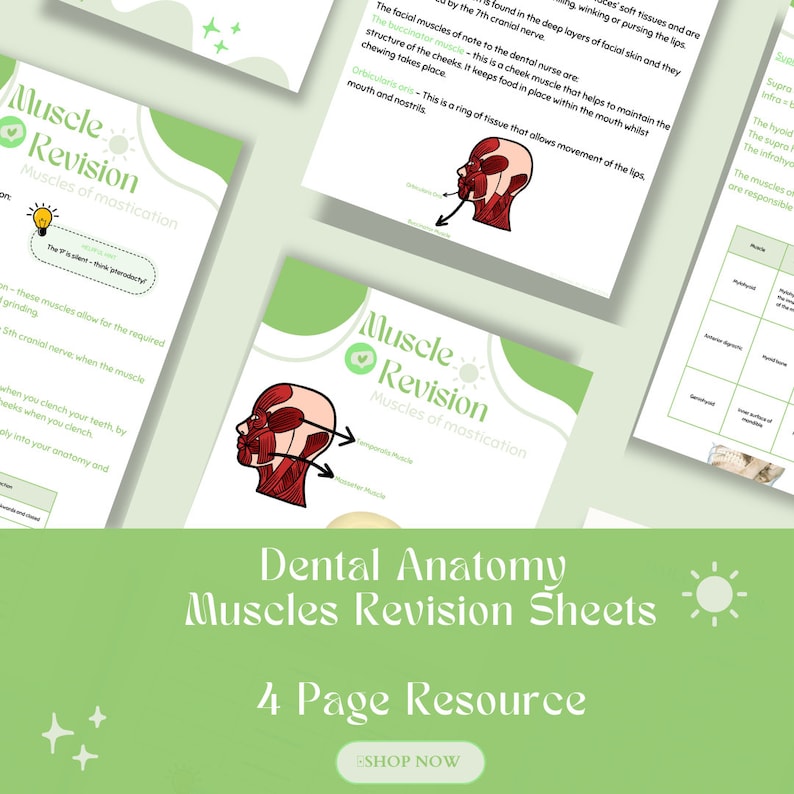 Dental Nurse Anatomy Revision - Muscles - Etsy