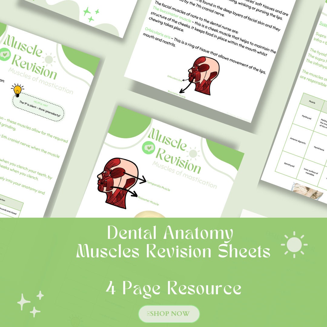 Dental Nurse Anatomy Revision - Muscles - Etsy