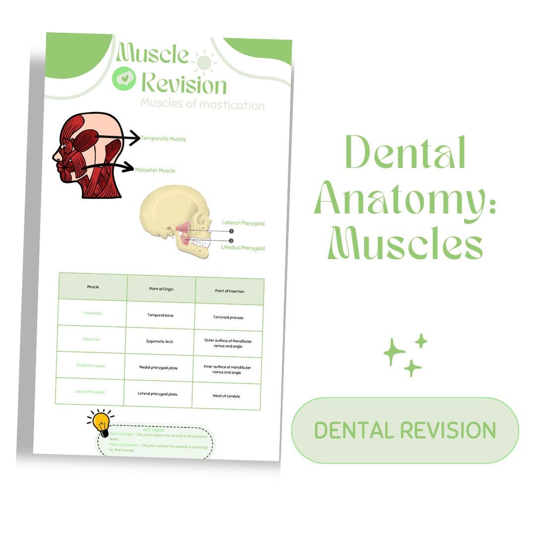 Dental Nurse Anatomy Revision - Muscles - Etsy