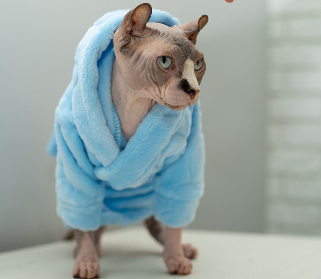 Cat Robe Ultra-soft Comfort After Bathing, Sphynx Cat Clothes, Best Cat ...