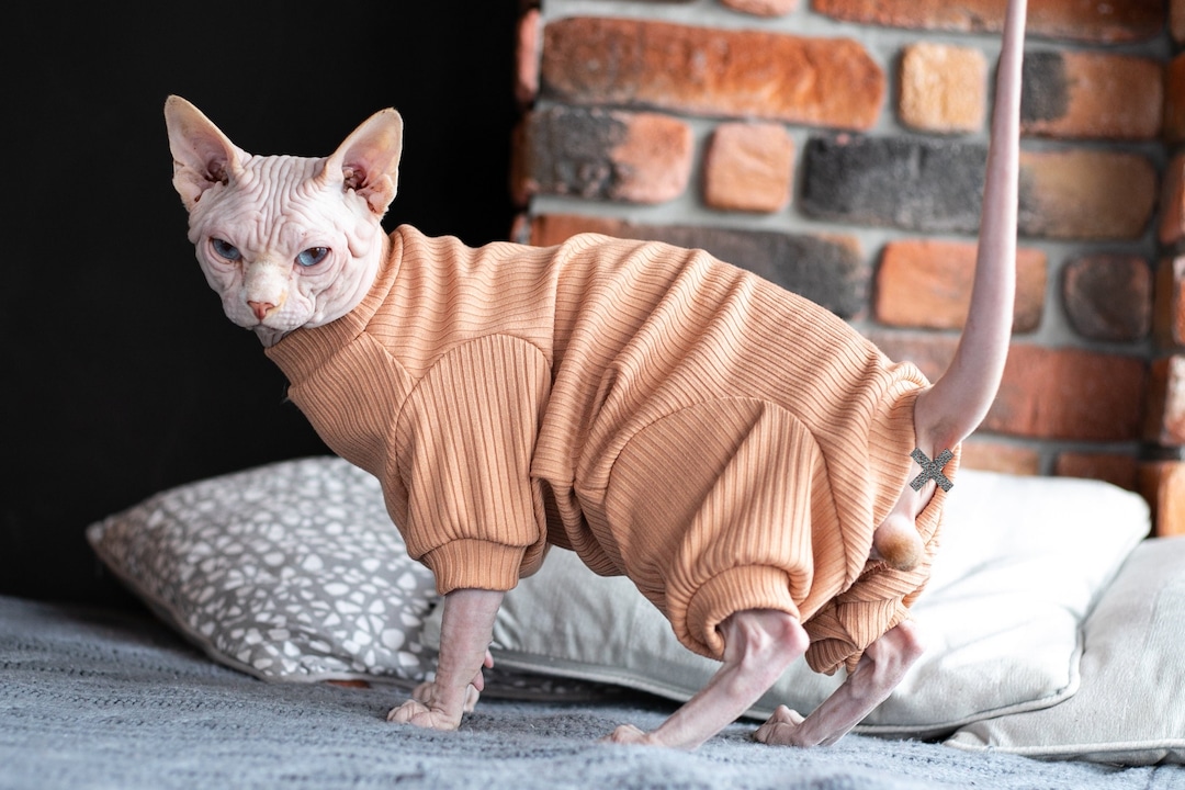 Bodysuit for Cat, Clothes for Cats - the Best for Your Friend | Paw ...