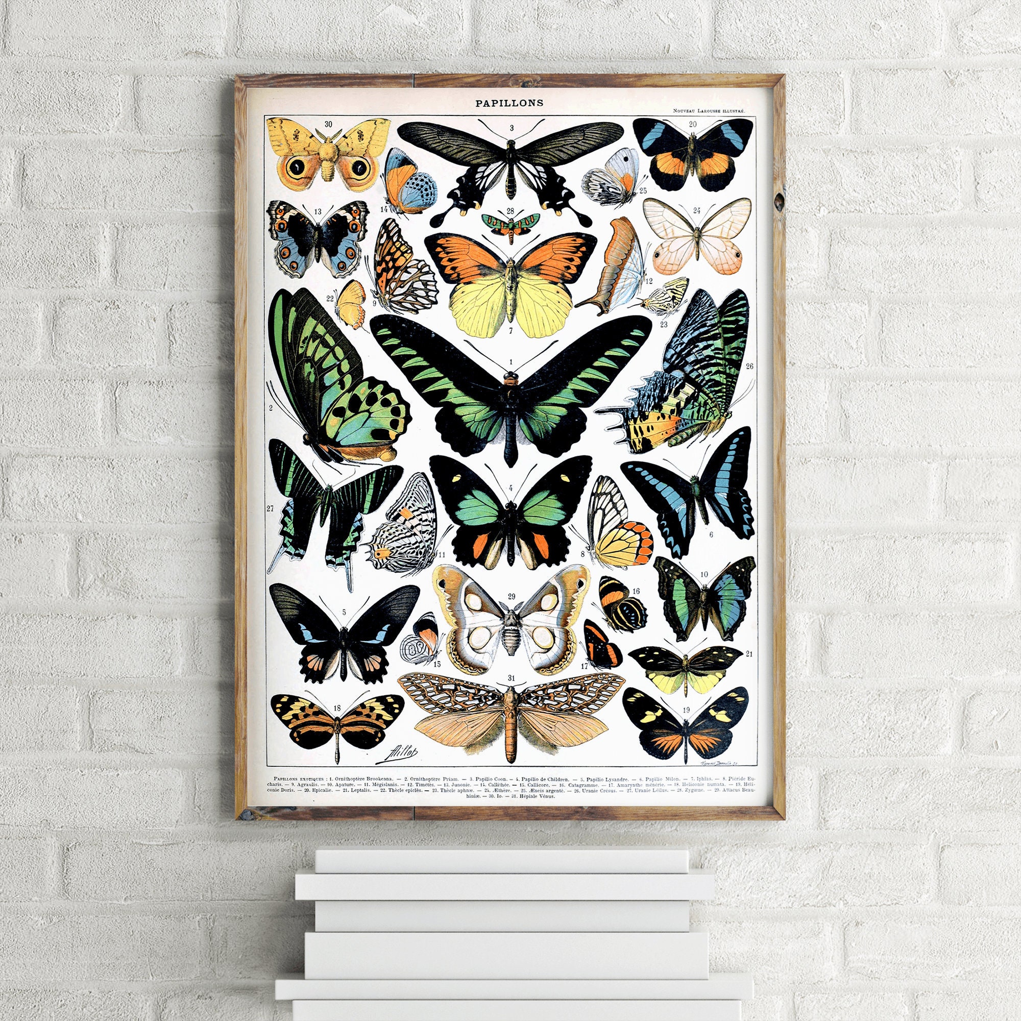 Vintage Butterfly Collection Poster 2, Retro Wall Art Print - Etsy UK