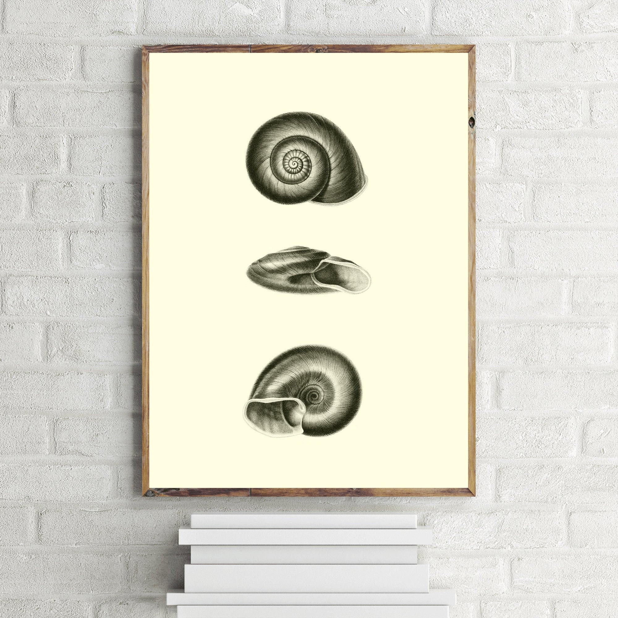 Snail Shell Sketch