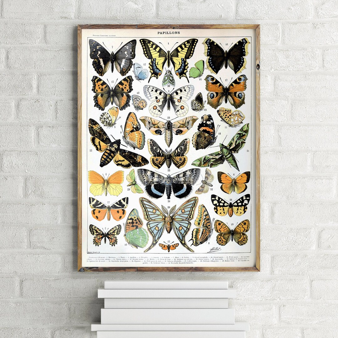 Vintage Butterfly Collection Poster 1, Retro Wall Art Print - Etsy