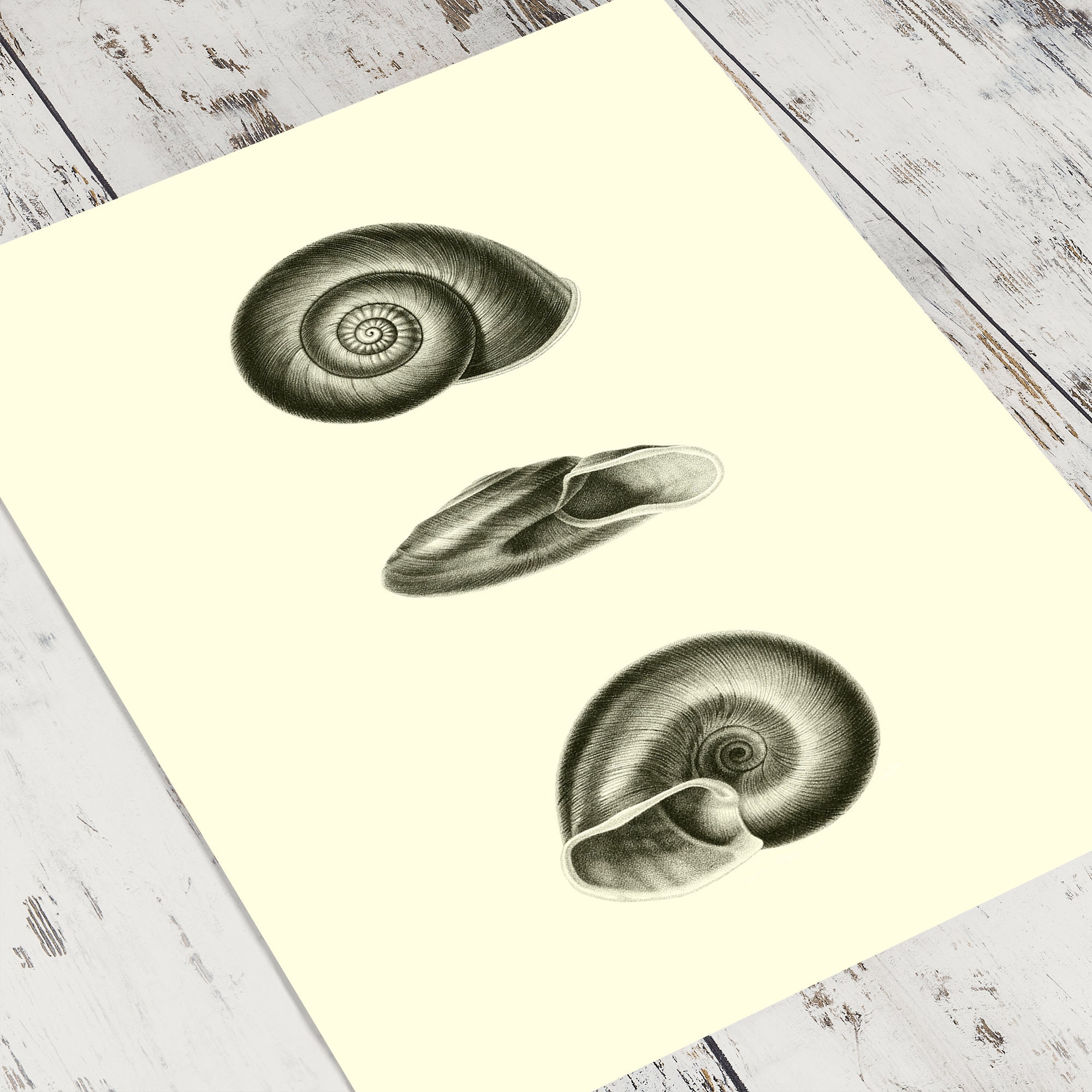 Snail Shell Sketch