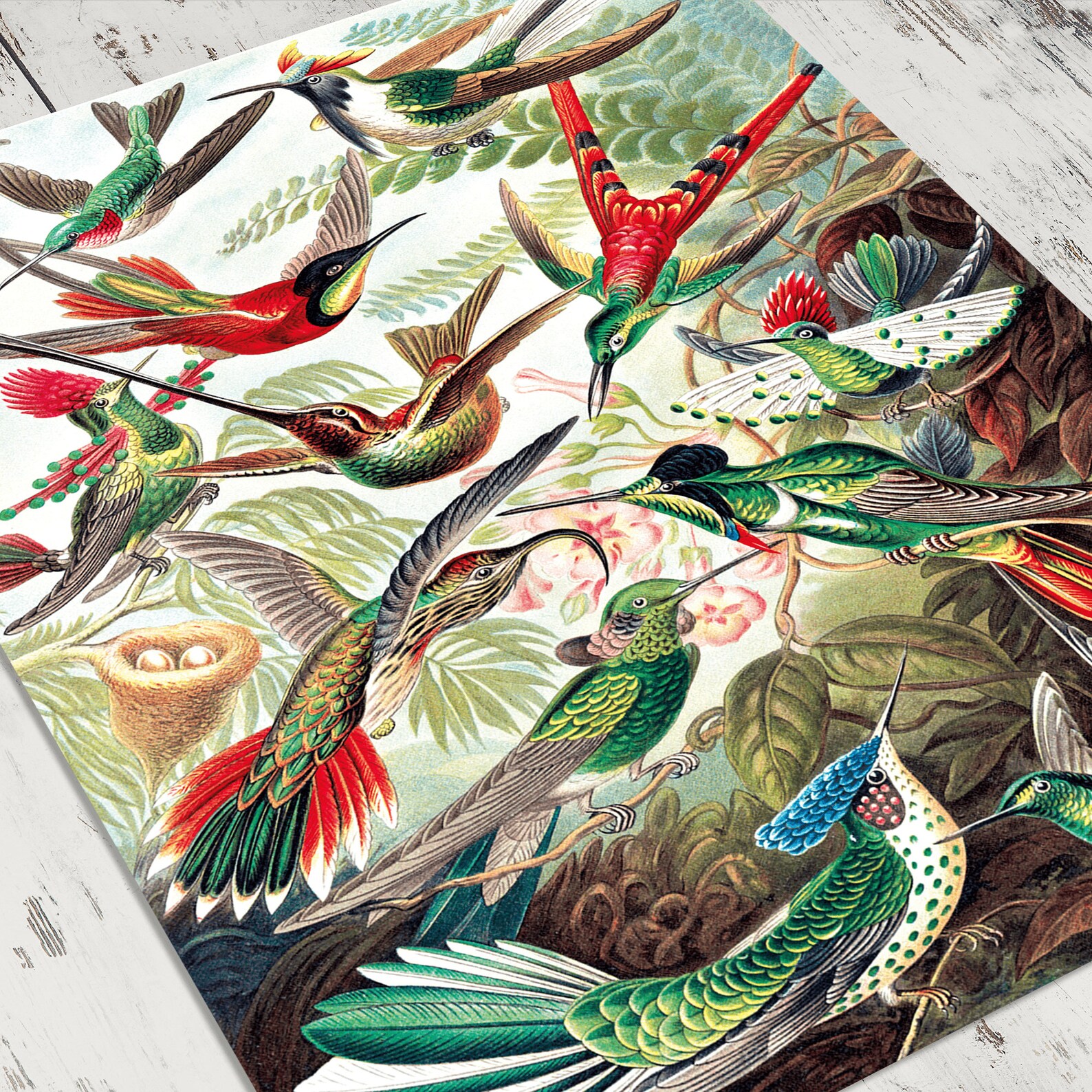 Colourful Hummingbird Collection Vintage Poster Retro Wall - Etsy