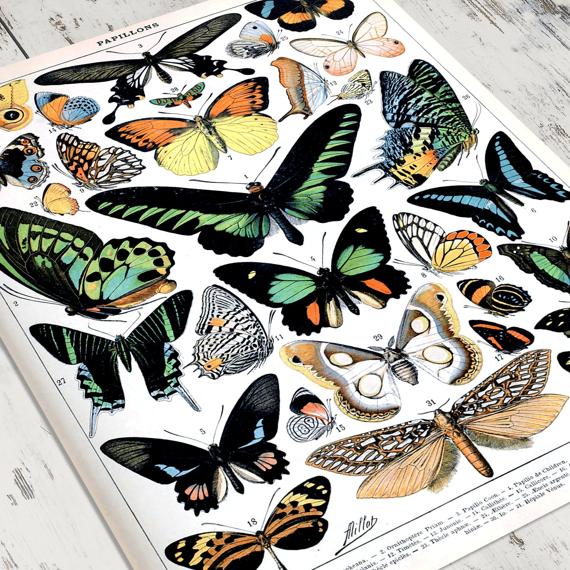 Vintage Butterfly Collection Poster 2, Retro Wall Art Print - Etsy UK