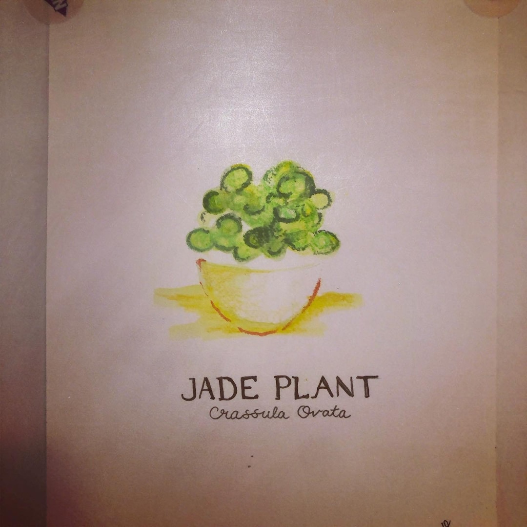Botanical Drawing Jade Plant - Etsy