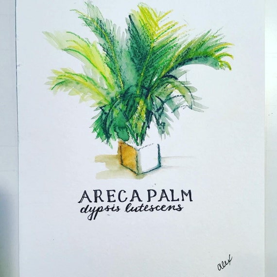 Botanical Drawing Areca Palm | Etsy