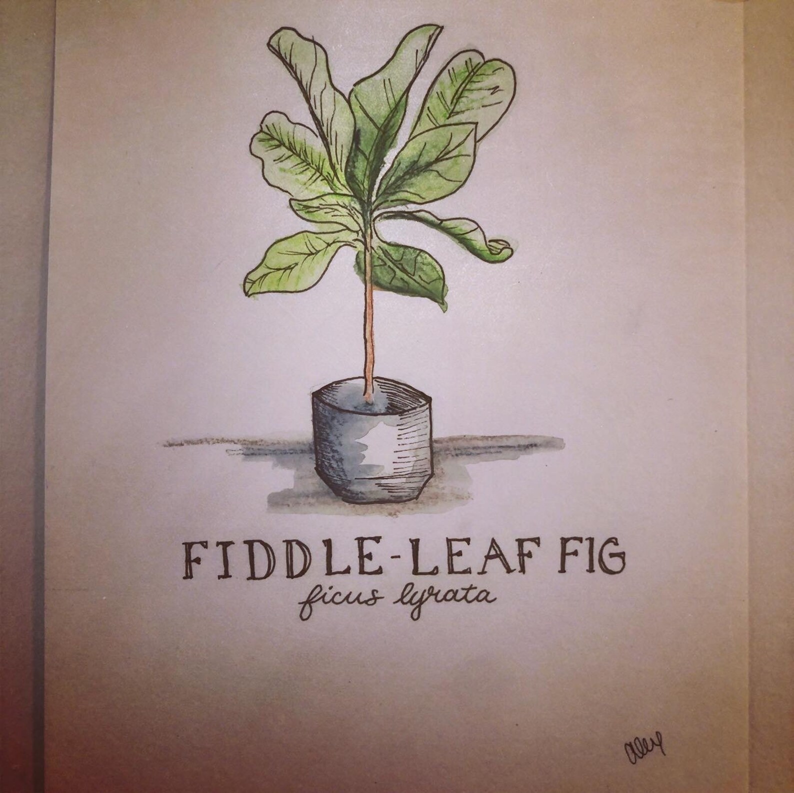 Botanical Drawing - Fiddle Leaf Fig - Etsy UK