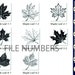 Maple Leaf SVG Bundle, Maple Leaf SVG, Maple Leaf Clipart, Cut Files ...