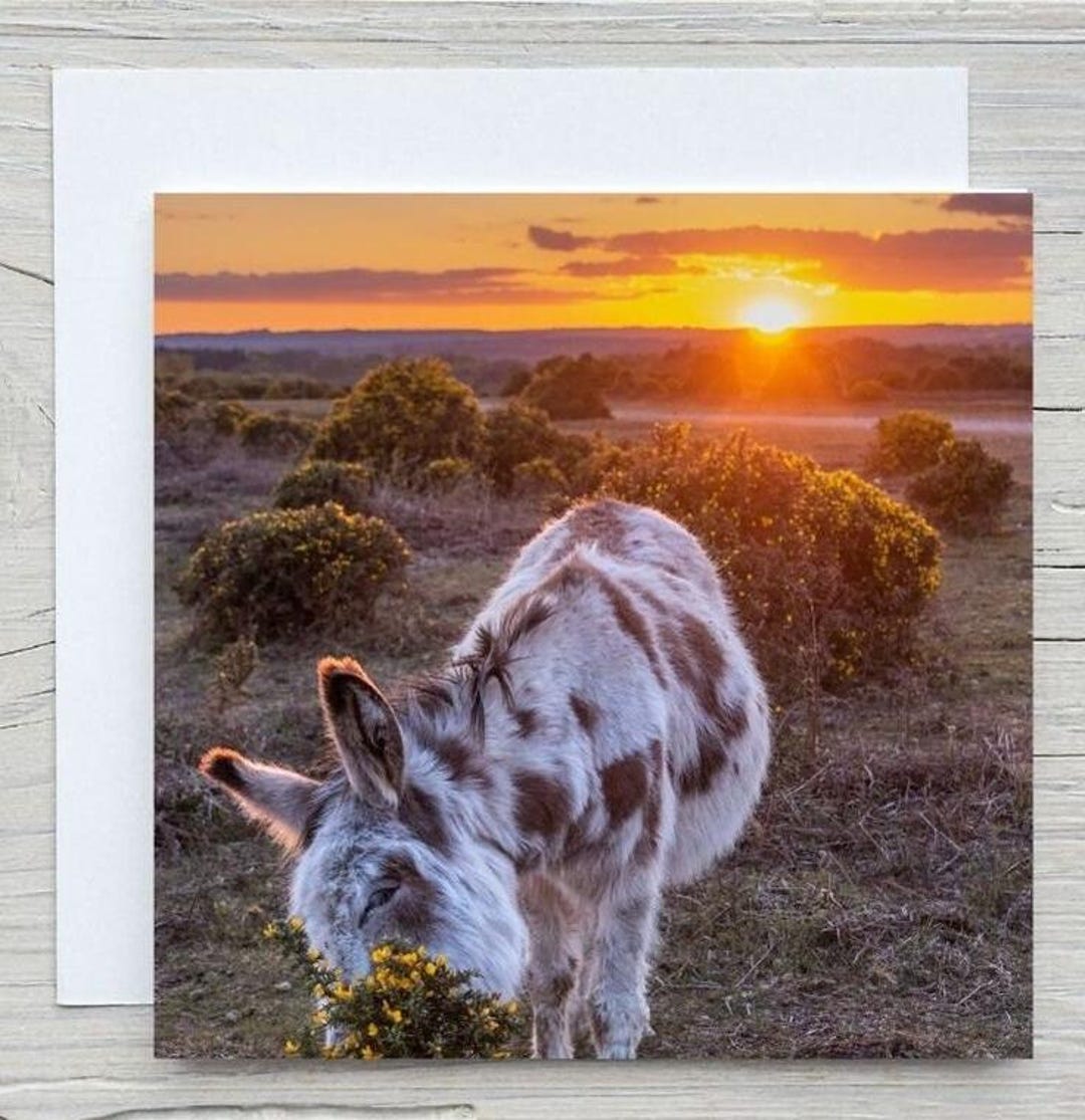 Sunset Donkey Photo Greetings Card: New Forest Blank Card, Charity ...