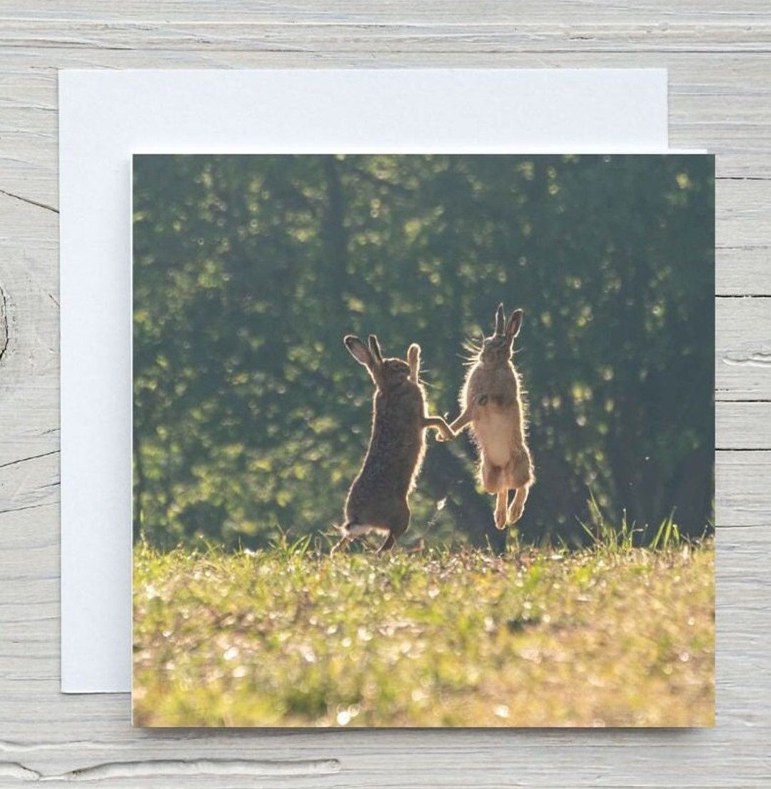 Boxing Hares Greetings Card: New Forest Wildlife Photo - Etsy