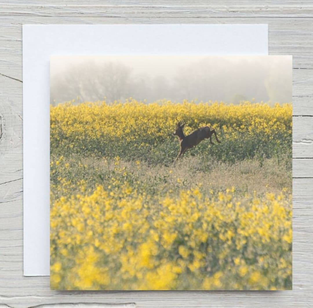 New Forest Photo Blank Greetings Card, 'roe Deer in Rapeseed, Breamore ...