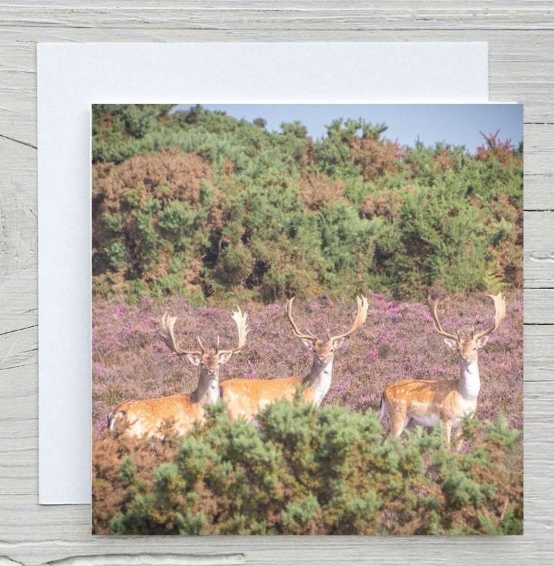 Fallow Bucks Greetings Card: New Forest Heather Scene, Charity Donation ...