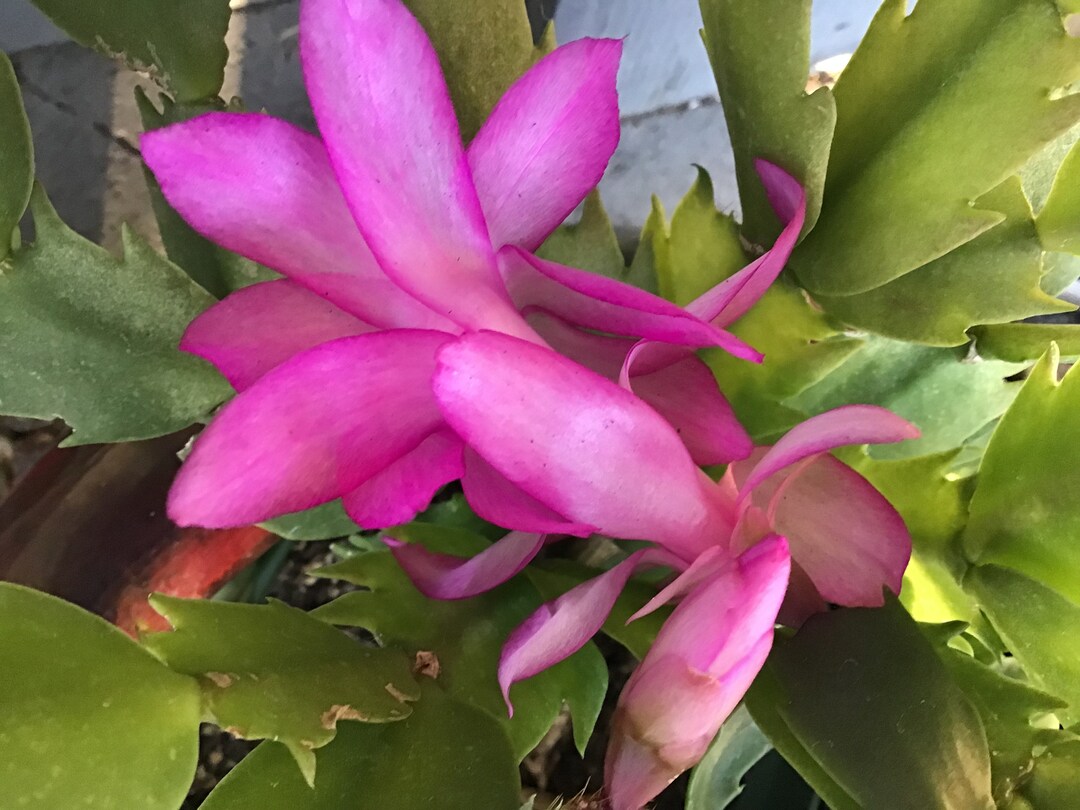 Thanksgiving Cactus, Zygo Cactus, Holiday Cactus, Dark Pink ...