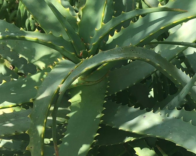 Rooted Aloe Arborescens Plant: Candelabra Aloe, Drought Tolerant - Etsy