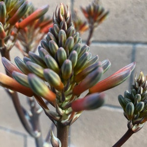 Ghost Aloe, Aloe Striata Hybrid - Etsy