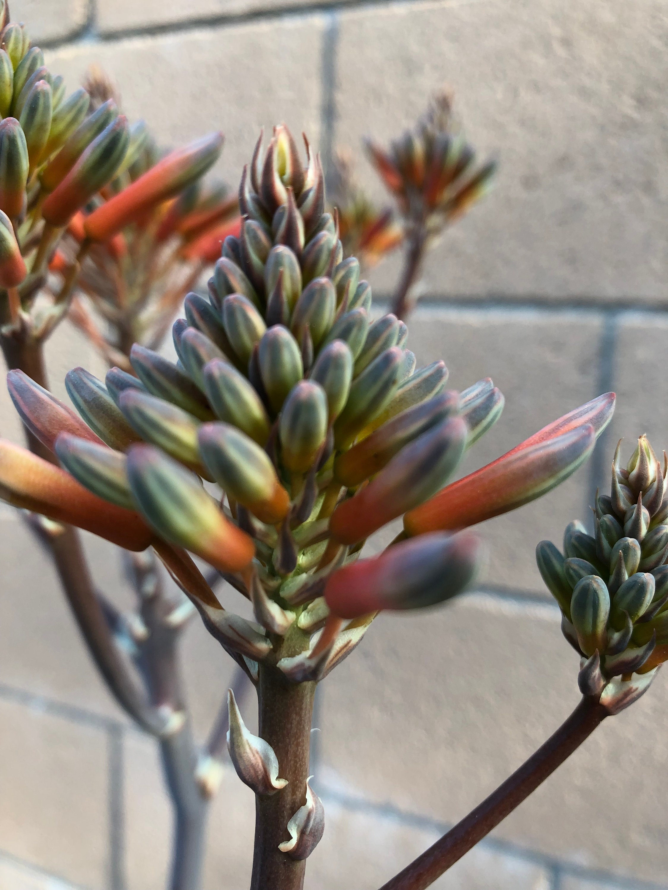 Ghost Aloe Aloe Striata Hybrid Etsy