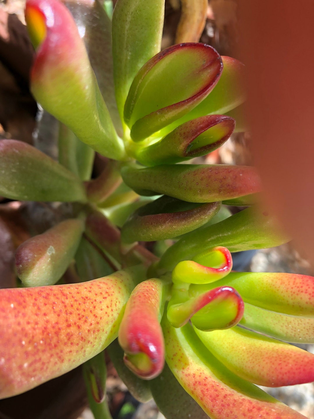 Gandalf Jade ,shrek’s Ears , Hobbit Plant, Crassula Ovata Gandalf ...