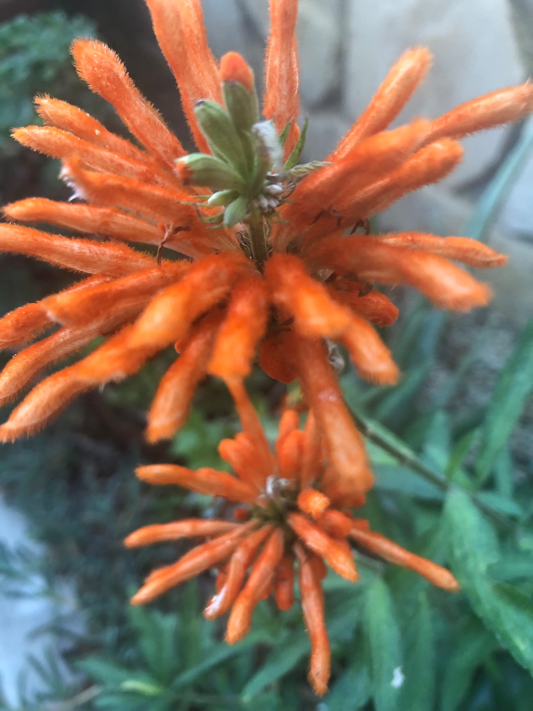 Dwarf Lion's Tail Plant/leonotis Menthifolia/lions Ear Rooted Live ...