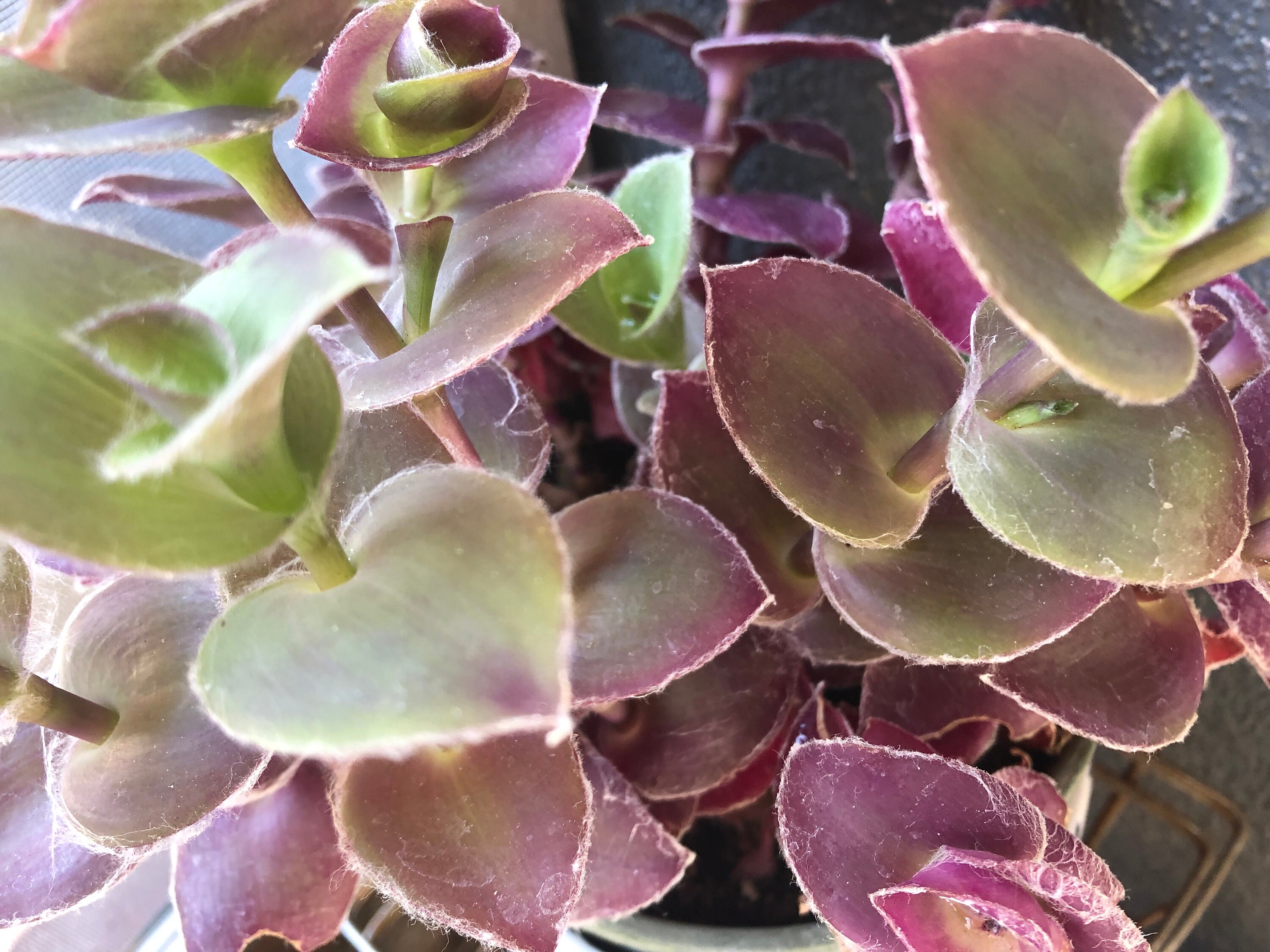 Tradescantia Pallidapale Puma Inch Plant rooted Houseplant - Etsy