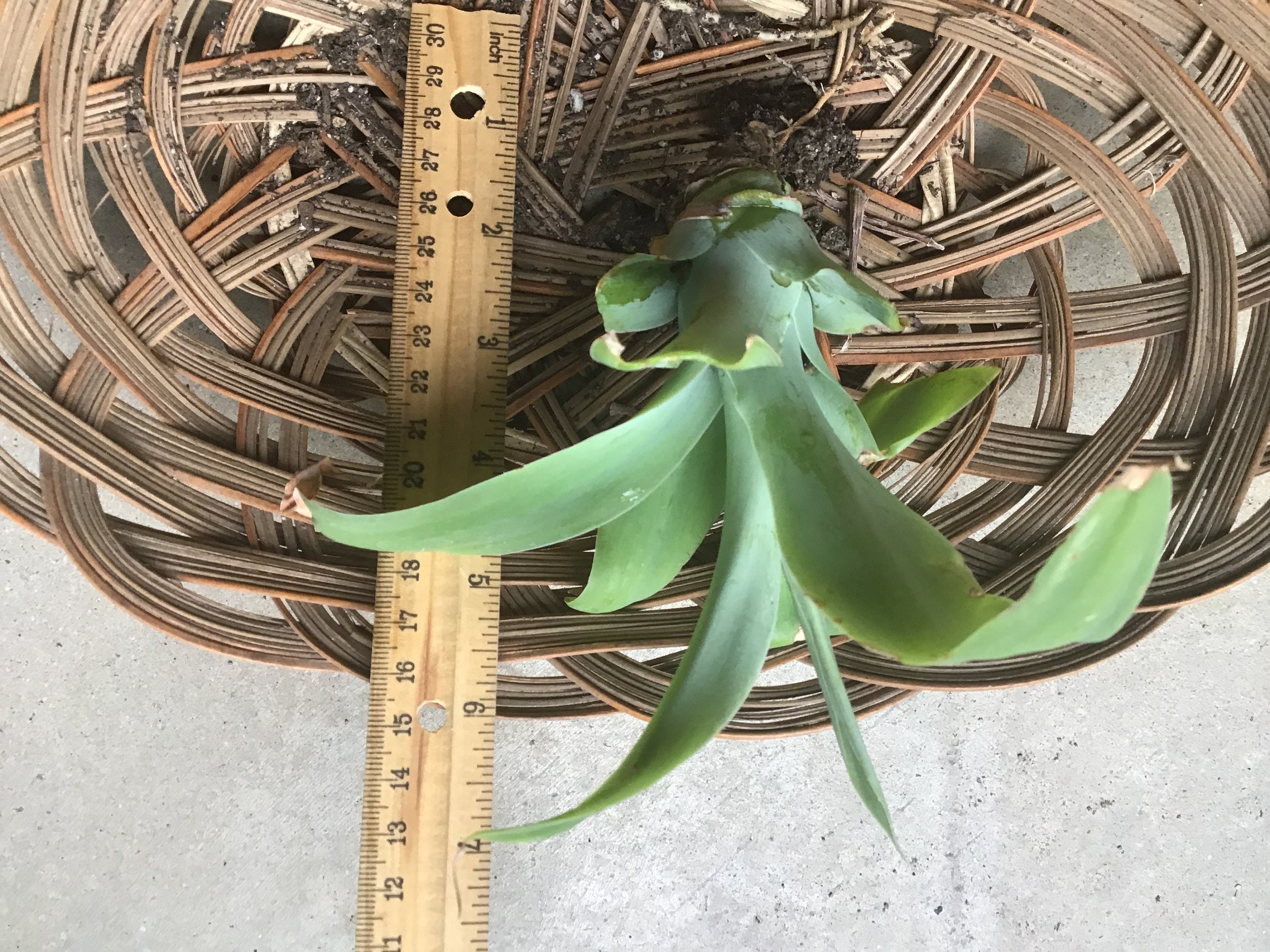 Foxtail Agave Agave Attenuata Swans Neck Agave Etsy