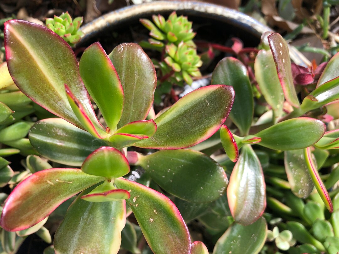 Lemon Lime Jade, Variegated Jade, Tri Color Jade Succulent Cutting (NO ...