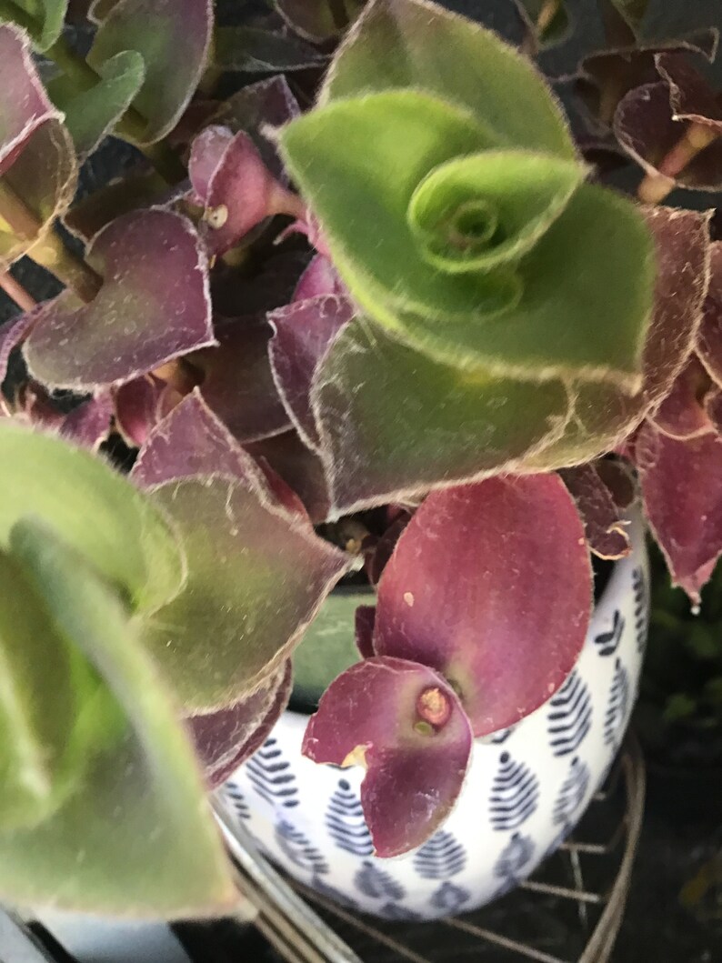 Tradescantia Pallida,pale Puma, Inch Plant ,rooted Houseplant - Etsy