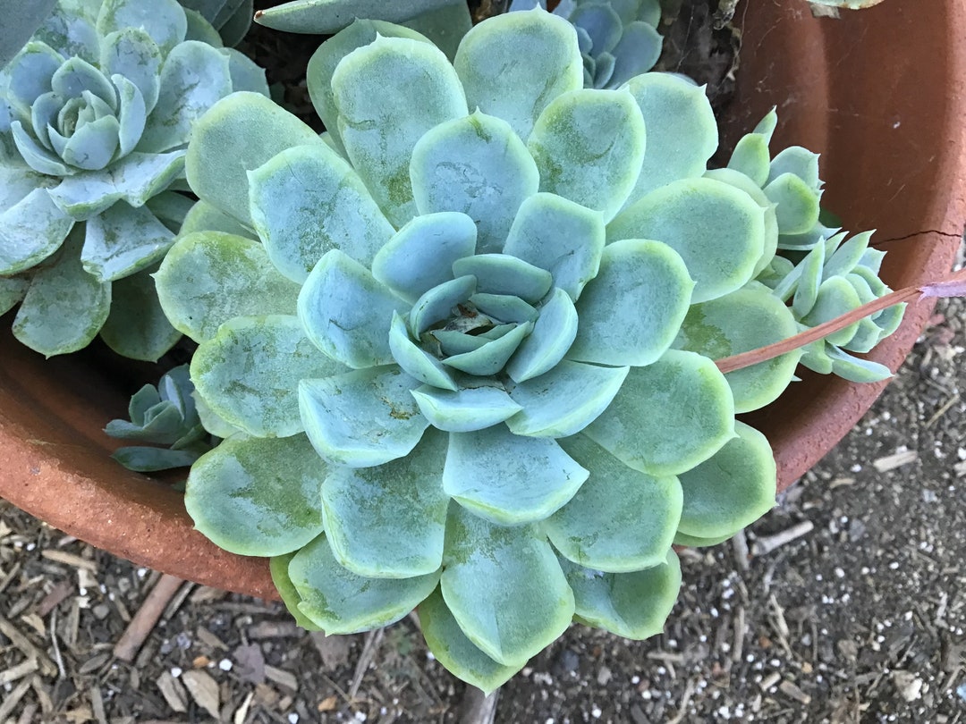 Echeveria Elegans Mexican Snowball 3” ROOTED Plant OR CUTTING (no Roots ...