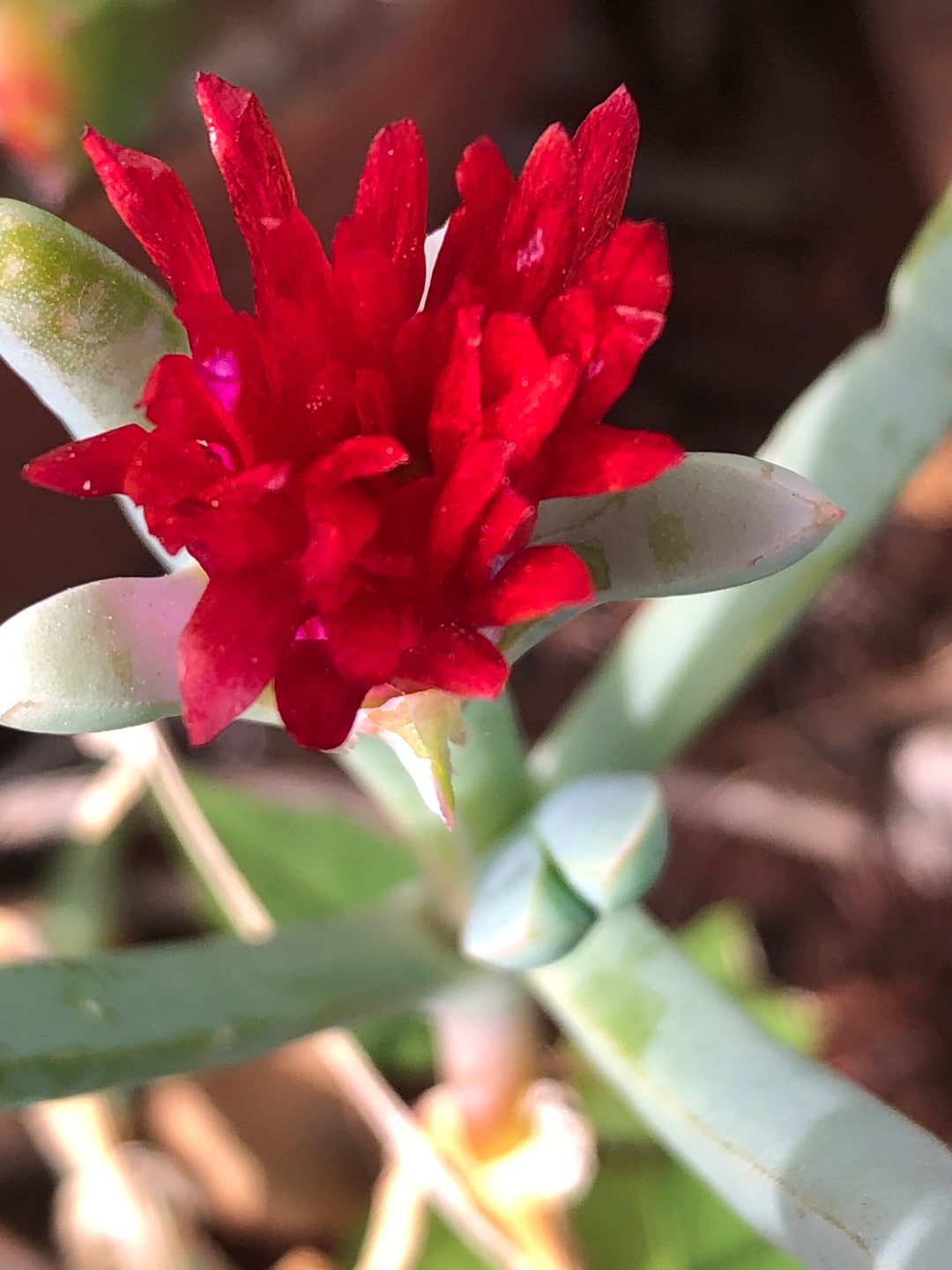 Malephora Crocea, Coppery Mesemb, Red Ice Plant Cuttings - Etsy