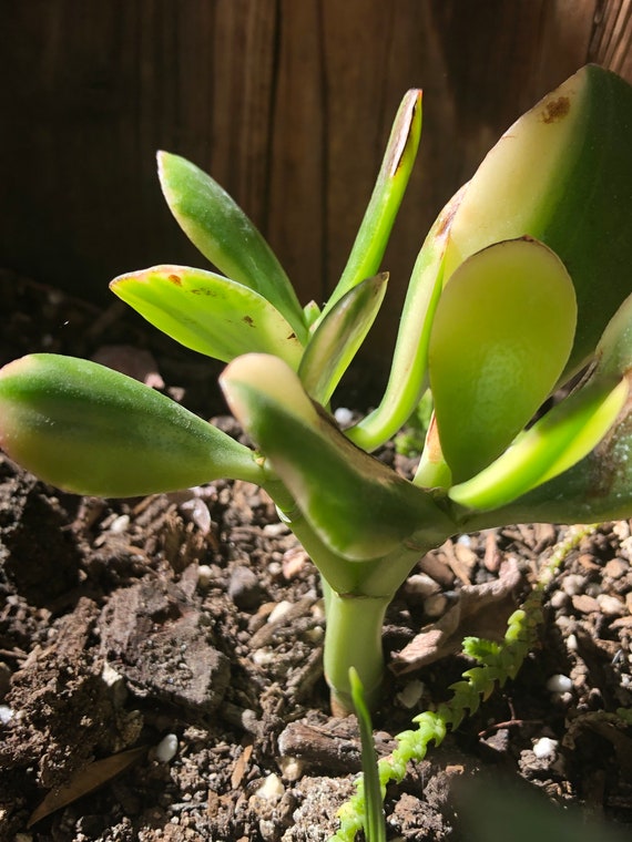 Lemon Lime Jade / Variegated Jade / Tri Color Jade Rooted - Etsy