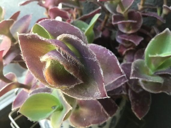 Tradescantia Pallidapale Puma Inch Plant rooted Houseplant - Etsy