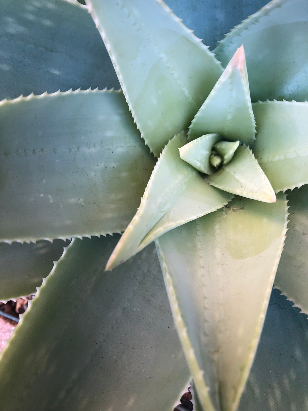 Ghost Aloe, Aloe Striata Hybrid - Etsy