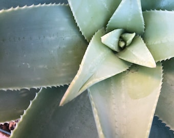 Aloe Ghost, Hybrid Aloe, Aloe Striata X Aloe Maculata. 4 Pot, Live Aloe ...
