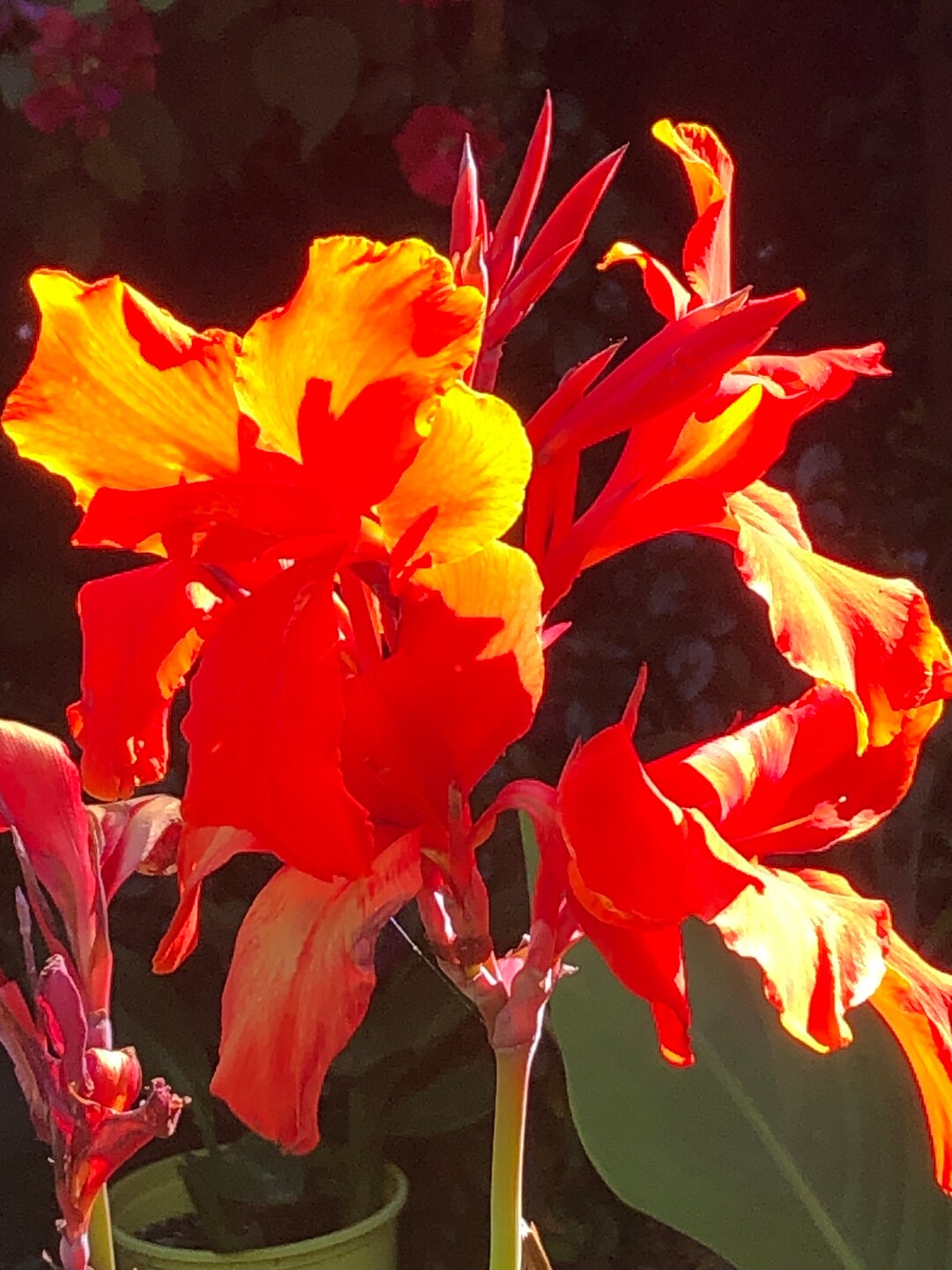 Red Canna Lily Rhizome - Etsy