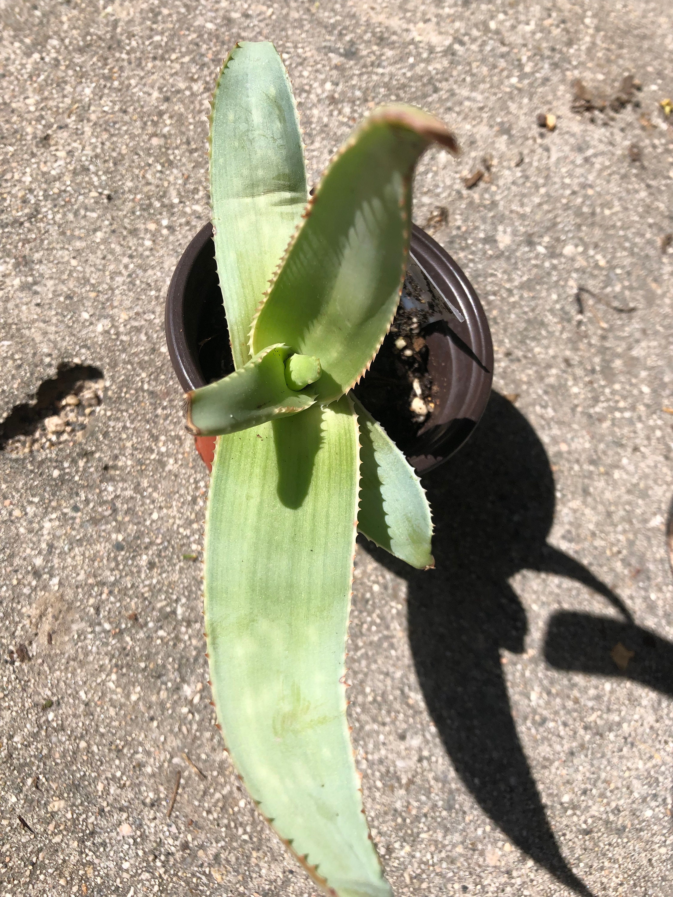 Ghost Aloe, Aloe Striata Hybrid - Etsy
