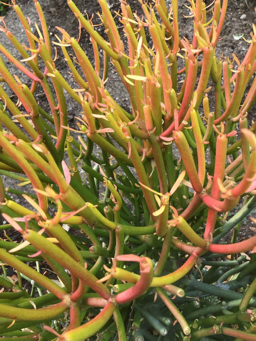 Euphorbia Tirucalli ,fire Stick, Pencil Cactus, Aveloz, Indian Tree ...