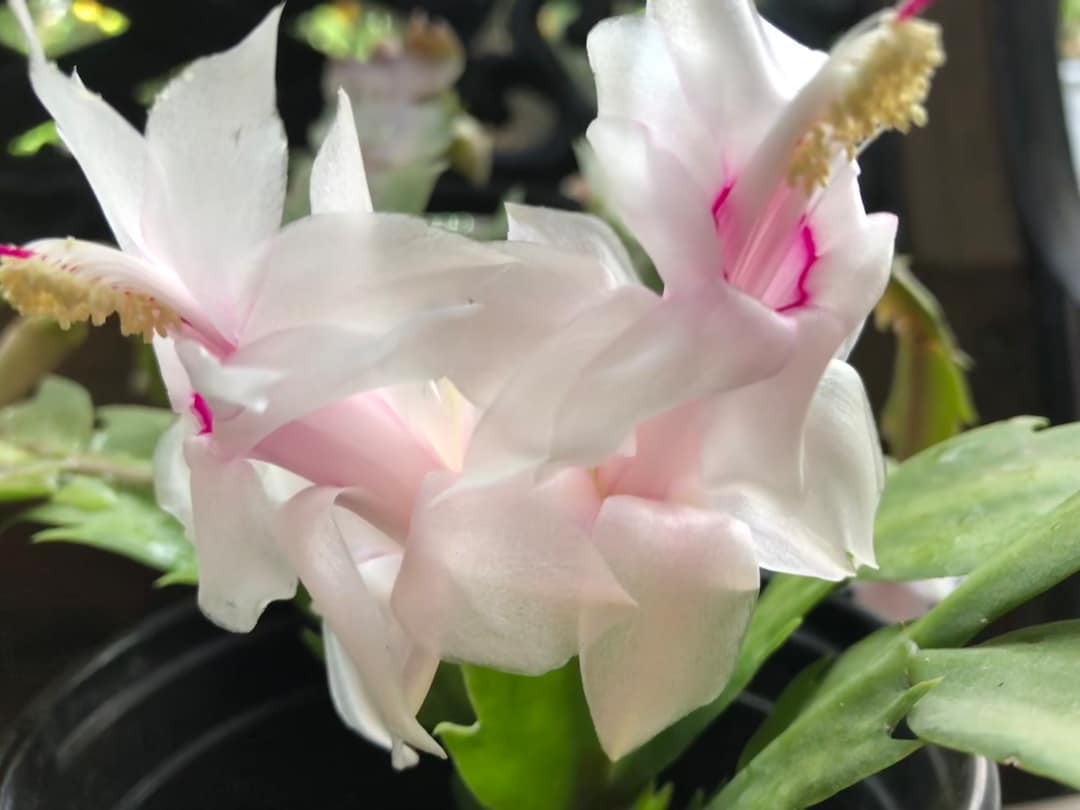 Thanksgiving Cactus, Zygo Cactus, Holiday Cactus, White Schlumbergera ...