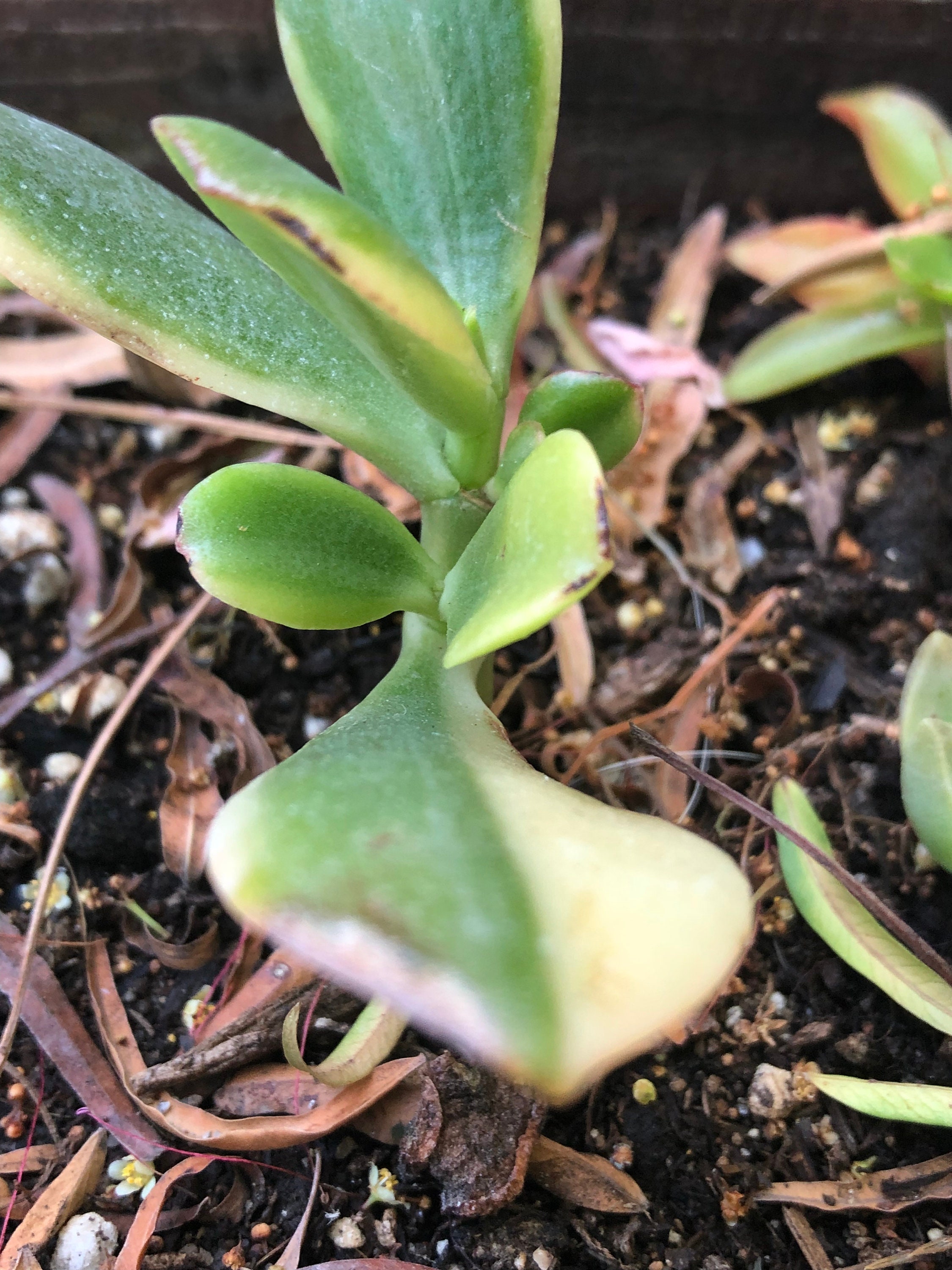 Lemon Lime Jade Variegated Jade Tri Color Jaderooted - Etsy