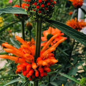 Lion's Tail Plant/leonotis Leonurus 5” Rooted Plant - Etsy