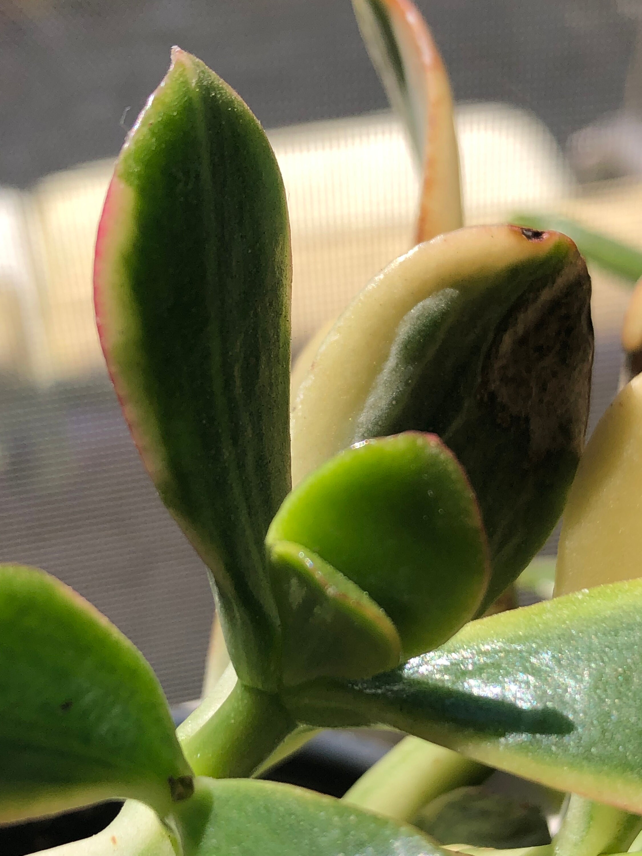 Lemon Lime Jade Variegated Jade Tri Color Jaderooted - Etsy