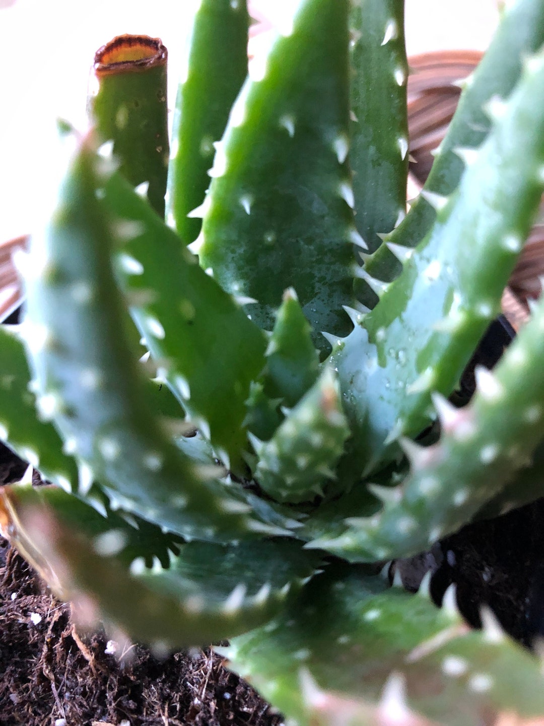 Aloe 'crosby's Prolific' Rooted Live Plant 2" or 3" - Etsy