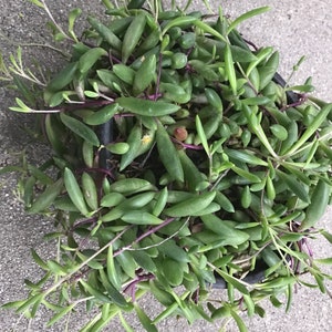 String of Ruby Succulent Rooted Plant 'othonna Capensis' 'ruby Necklace' - Etsy