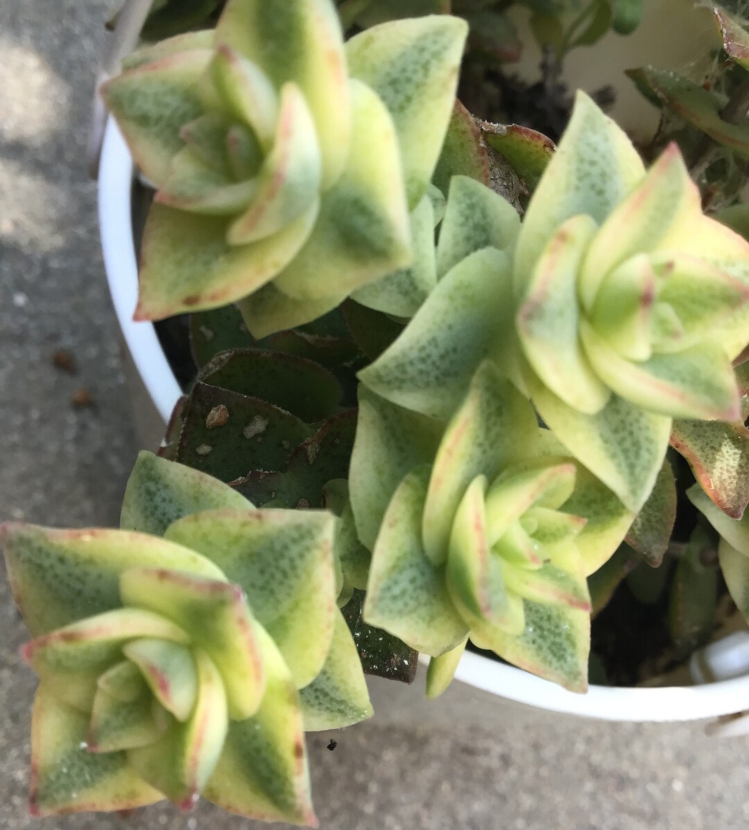 Crassula Perforata Variegata Variegated String Of Buttons 3 Rooted Plant Or Cutting No Roots