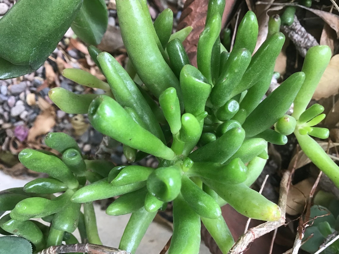 Gandalf Jade ,shrek’s Ears , Hobbit Plant, Crassula Ovata Gandalf ...
